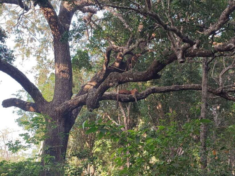 Yala National Park Half Day Safari - The Value of the Tour