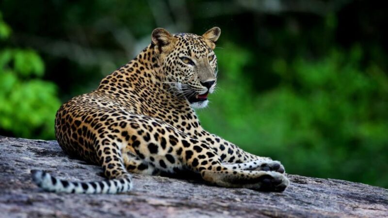 Yala National Park Half or Full-Day Safari - Frequently Asked Questions