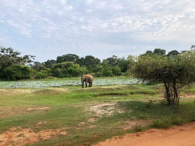 Yala National Park: Jeep Safari From Colombo and Negombo - Practical Tips for a Great Safari Experience