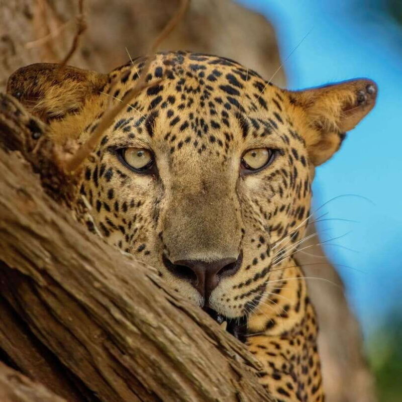 Yala National Park Jeep Safari: Leopards, Elephants & Wild - Who Will Love This Safari?