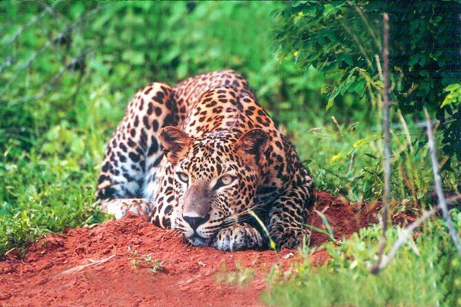 Yala National Park Leopard Safari - An In-Depth Look at the Yala Safari Experience
