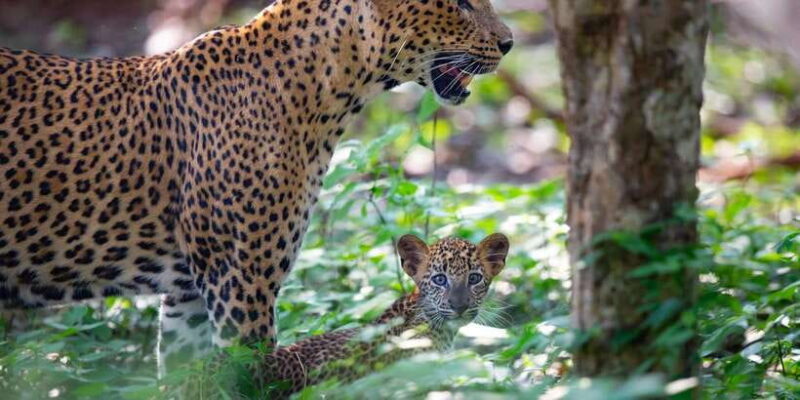 Yala National Park: Leopard Safari Day Tour from Colombo - Key Points