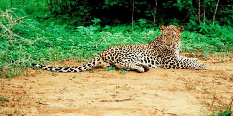 Yala National Park: Leopard Safari Day Tour from Colombo - The Logistics: What’s Included, What’s Not