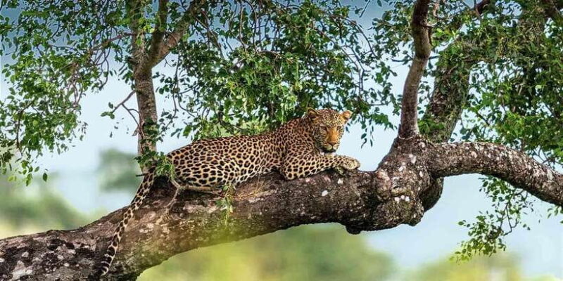Yala National Park: Leopard Safari Day Tour from Colombo - The Experience from the Traveler’s Perspective