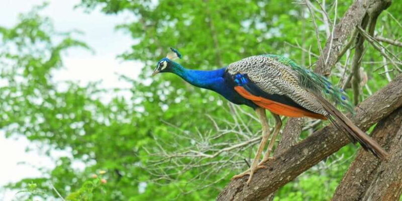 Yala National Park: Leopard Safari Day Tour from Colombo - FAQs