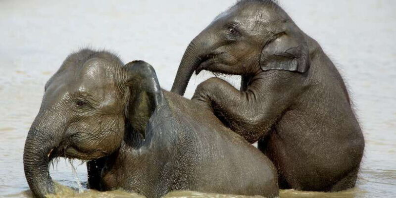 Yala National Park: Leopard Safari Full day tour with Lunch - Is it Worth the Price?