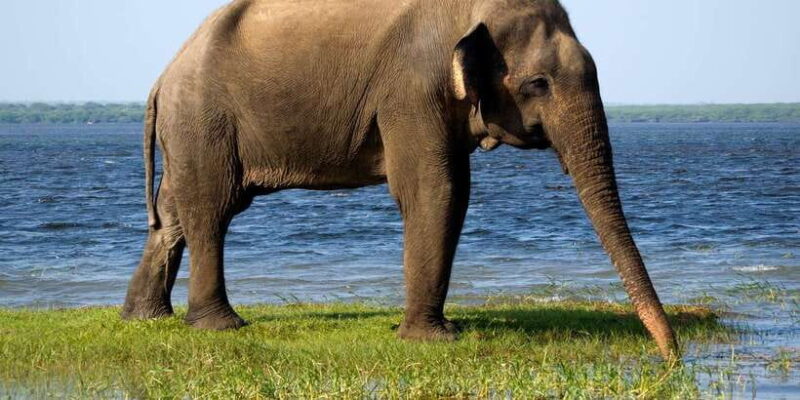 Yala National Park: Leopard Safari Full day tour with Lunch - FAQ