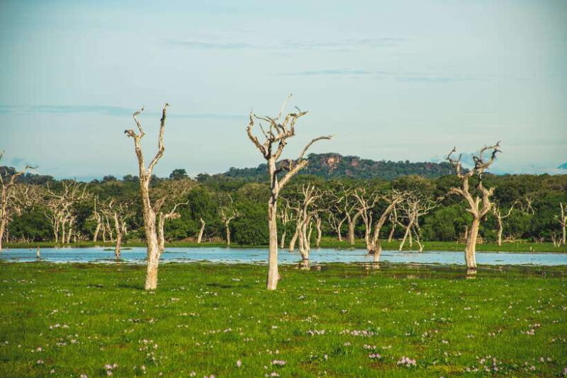 Yala National Park: Leopard Safari Half/Full-Day Safari - Key Points