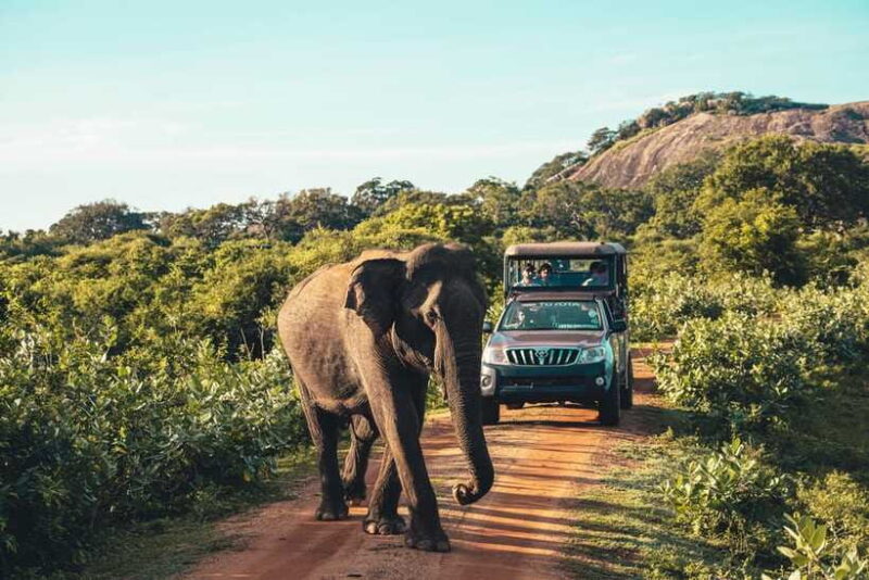 Yala National Park: Leopard Safari Half/Full-Day Safari - Who Should Sign Up?