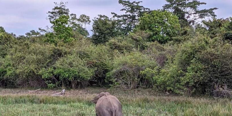 Yala National Park: Morning Afternoon Safari (All Inclusive) - What Makes This Safari Stand Out?