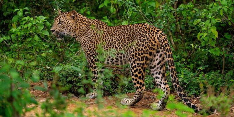 Yala National Park: Morning Afternoon Safari (All Inclusive) - Whats Included and Whats Not