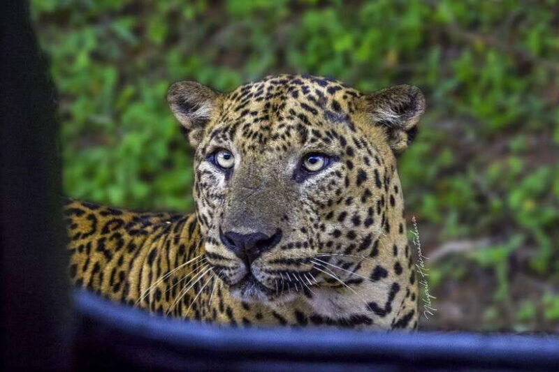 Yala National Park: Morning Half day Safari Tour - Key Points