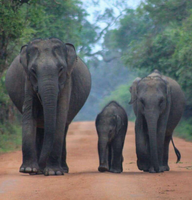 Yala National Park: Morning Half day Safari Tour - Practical Tips for Your Safari