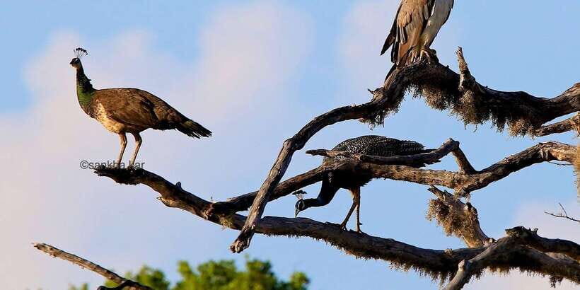 Yala National Park: Morning or Afternoon Game Drive - Transportation and Duration