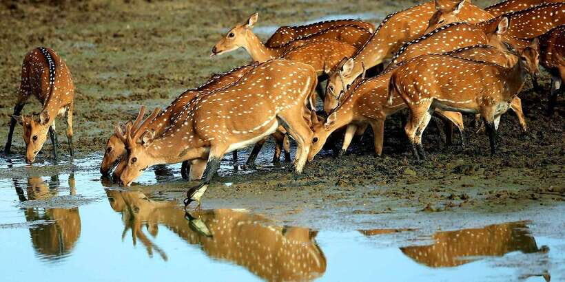 Yala National Park: Morning or Afternoon Game Drive - Authentic Experiences and Traveler Feedback