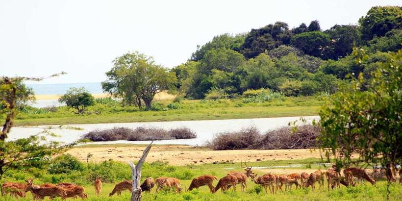 Yala National Park: Morning or Afternoon Game Drive - The Sum Up