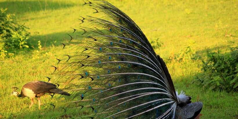 Yala National Park: Morning or Afternoon Game Drive - FAQ