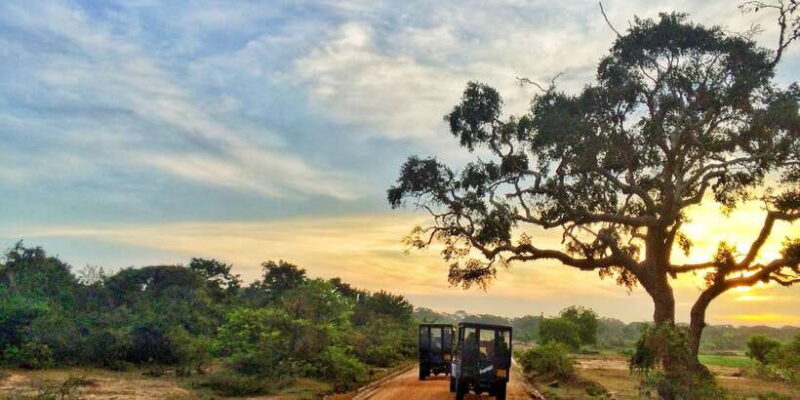 Yala National Park: Morning or Afternoon Golden Hour Safari - Key Points