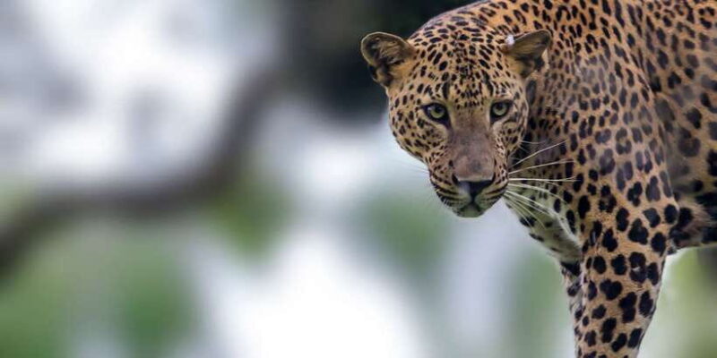 Yala National Park: Morning or Afternoon Golden Hour Safari - Who Should Consider This Tour?