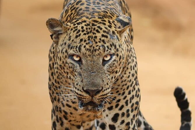 Yala National Park Morning or Afternoon Leopard Safari - Key Points