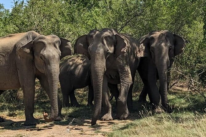 Yala National Park Morning or Afternoon Leopard Safari - Who Should Consider This Safari?