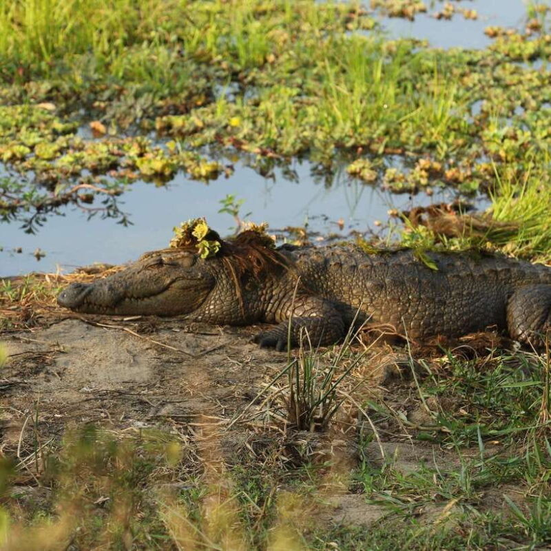 Yala National Park: Morning or Afternoon Safari ( 5 h ) - Practicalities and Value