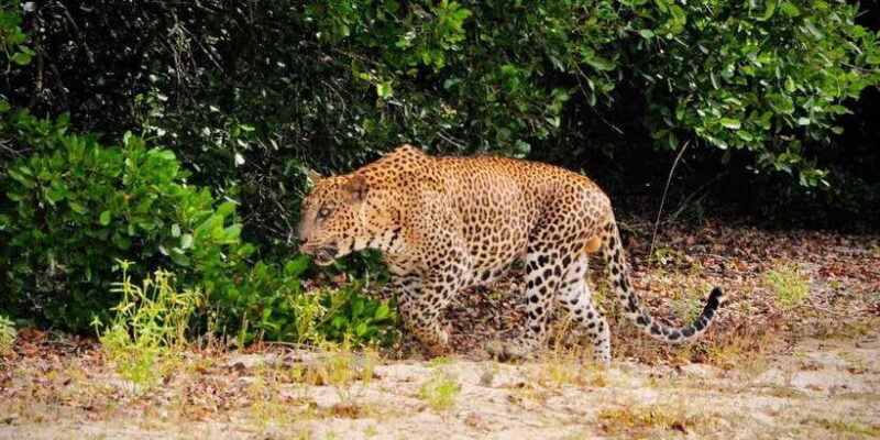 Yala National Park : Morning or Afternoon Safari ( 5 h ) - The Value of the Experience