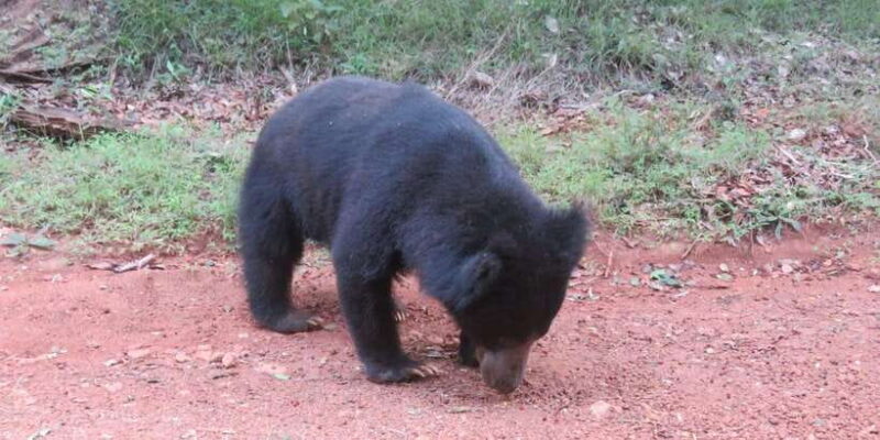 Yala National Park : Morning or Afternoon Safari ( 5 h ) - The Itinerary in Detail