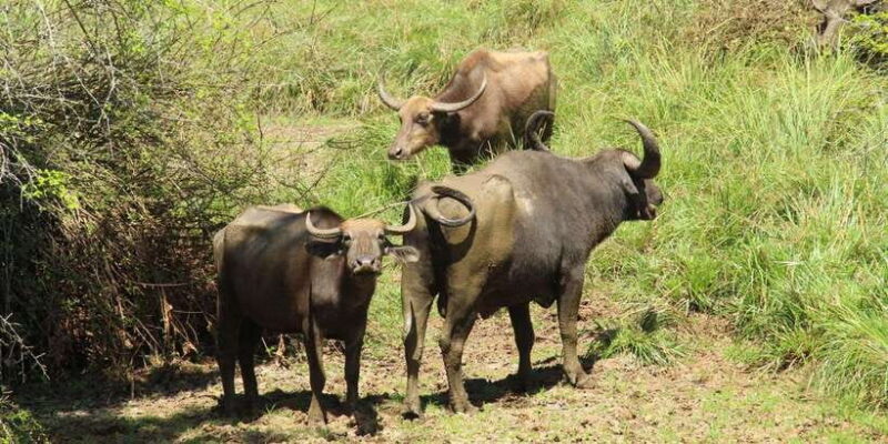Yala National Park : Morning or Afternoon Safari ( 5 h ) - Authentic Reviews and What Travelers Say