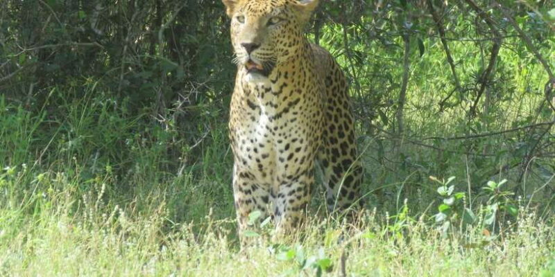 Yala National Park : Morning or Afternoon Safari ( 5 h ) - FAQs