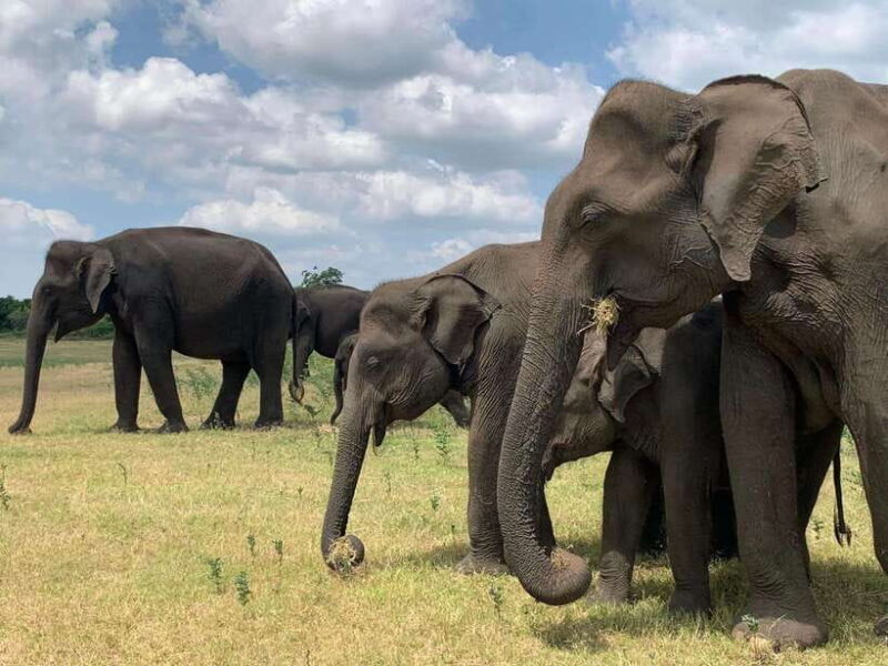 Yala National Park: Morning or Afternoon Safari - Key Points