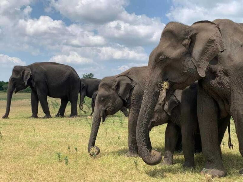 Yala National Park: Morning or Afternoon Safari - Is This Tour Worth It?