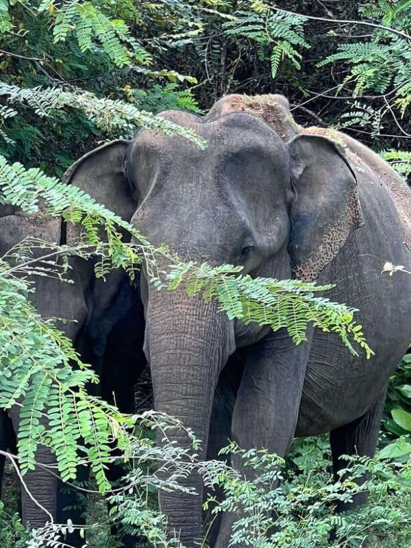 Yala National Park: Morning or Afternoon Safari Tour (5 h) - Itinerary Breakdown: What Makes Each Part Special