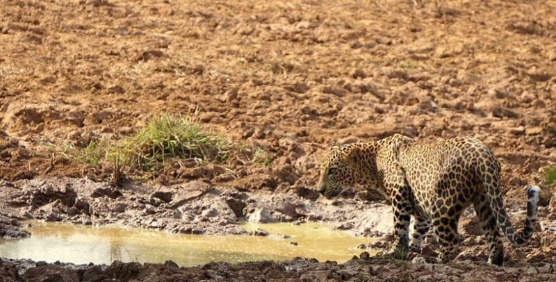 Yala National Park: Morning or Afternoon Safari Tour (5 h) - Who Should Consider This Tour?