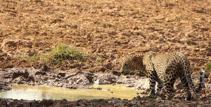 Yala National Park: Morning or Afternoon Safari Tour (5 h) - Final Thoughts: Is This Safari Worth It?