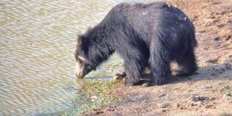 Yala National Park: Private Full Day Safari (04:00-18:00) - The Experience from a Traveler’s Perspective