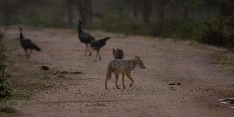 Yala National Park: Private Full Day Safari (04:00-18:00) - FAQ