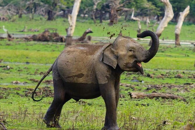 Yala National Park Private Jeep Safari From Colombo & Negombo - What Makes the Tour Stand Out