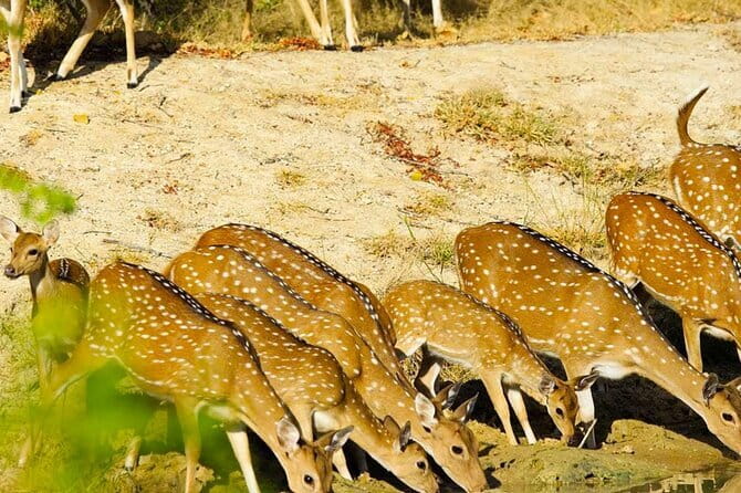 Yala National Park Private Jeep Safari From Colombo & Negombo - Food and Refreshments