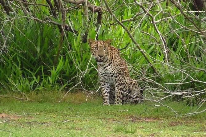 Yala National Park | Private Safari - Key Points