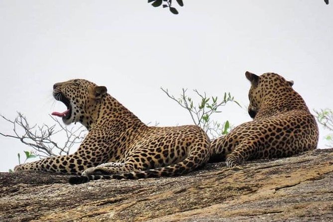 Yala National Park | Private Safari - The Value of This Safari