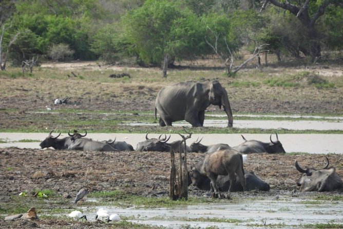 Yala National Park | Private Safari - Who Should Consider This Tour?