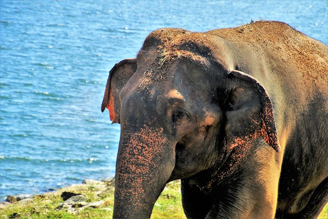 Yala National Park Private Safari - How Good Is the Value?