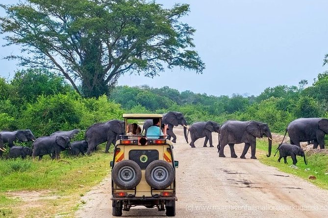 Yala National Park Private Safari (All Inclusive) From Mirissa - Wildlife Viewing: What Are Your Chances?