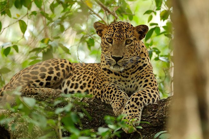 Yala National Park Private Safari (All Inclusive) From Mirissa - Frequently Asked Questions