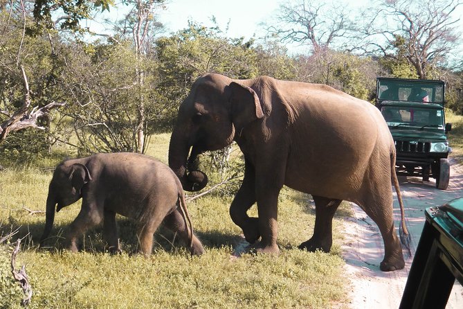 Yala National Park Private Safari - Key Points