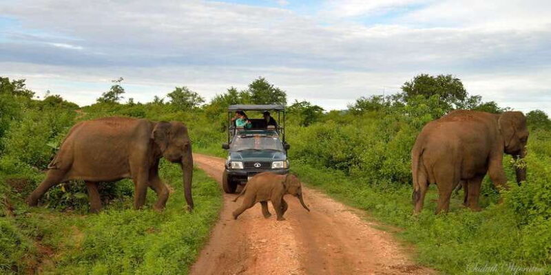 Yala National Park: Private Safari Day Trip with Lunch - The Value of the Experience