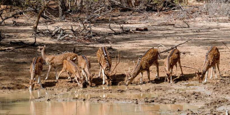 Yala National Park: Private Safari Day Trip with Lunch - FAQ