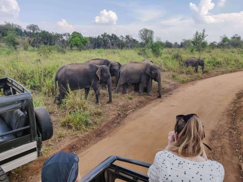 Yala National Park Private Safari from Ella - Key Points