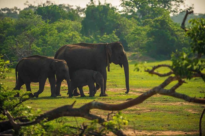Yala National Park Private Safari trip from Galle/Unawatuna/Mirissa - Discovering the Wild with a Yala National Park Safari from Galle